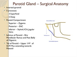 Parotid Tumors. Ppt | PPTX
