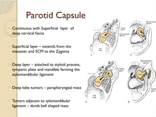 Parotid Tumors. Ppt | PPTX