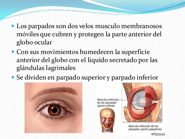 ¿Qué Son Los Párpados Y Para Qué Sirven – KMFP