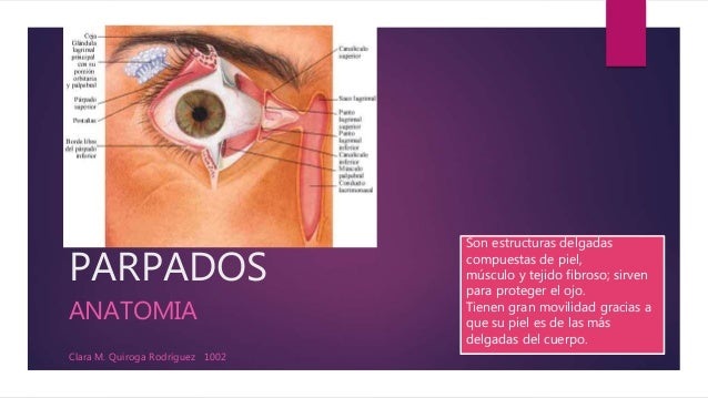 Parpados - anatomia, histologia y fisiologia