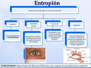 Parpados ANATOMIA Y PATOLOGIA - OFTALMO | PPTX