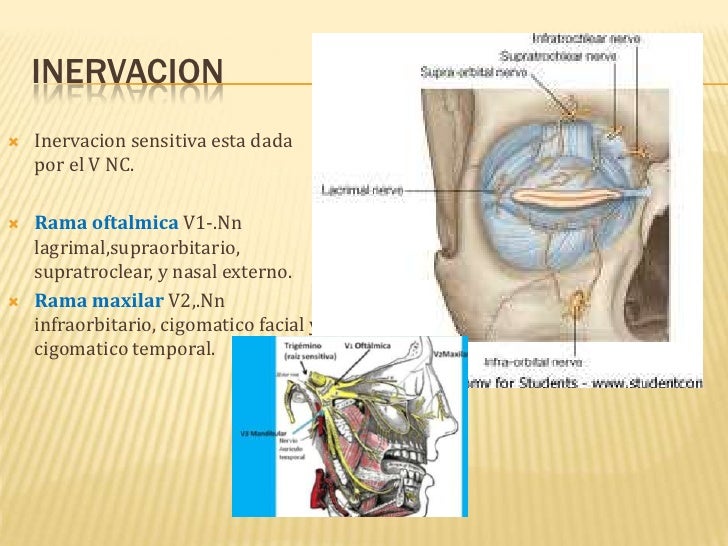 Parpados3