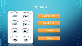 Alteraciones Palpebrales oftalmopedia .pptx