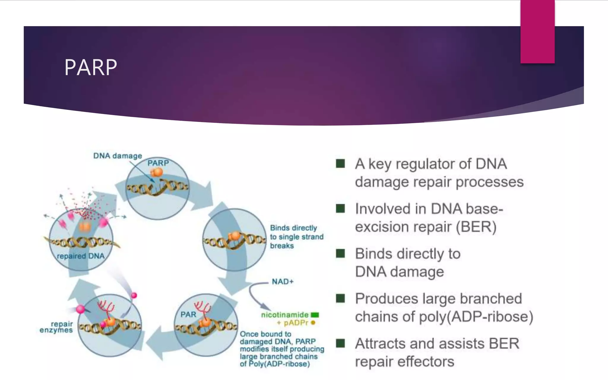 PARP inhibitor in Ca Ovary | PPTX