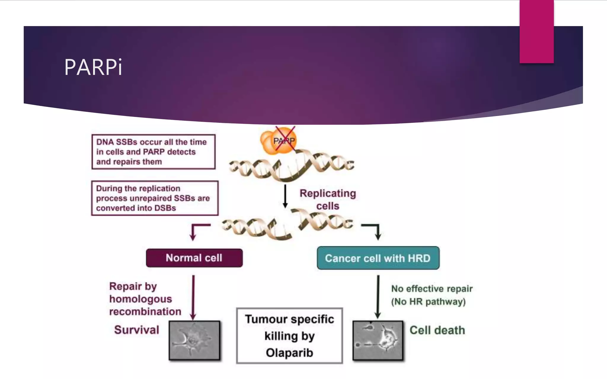 PARP inhibitor in Ca Ovary | PPTX