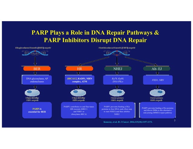 What’s New with PARP Inhibitors and Ovarian Cancer? | PDF