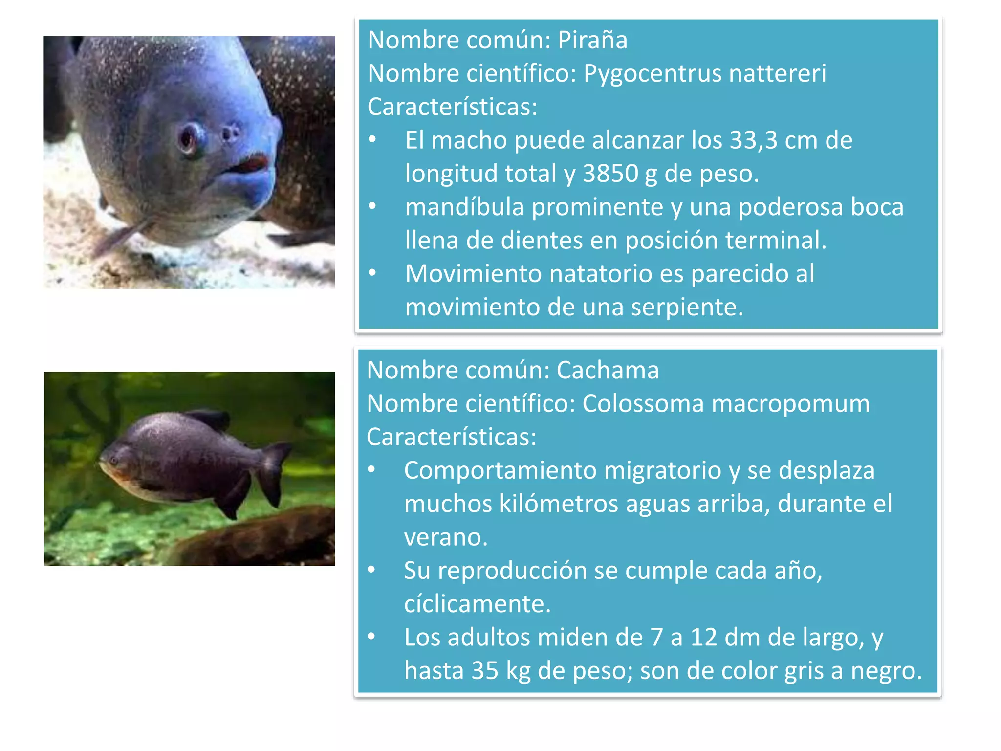 Peces del Parque Nacional Machalilla, Sangay y del Refugio de Vida ...