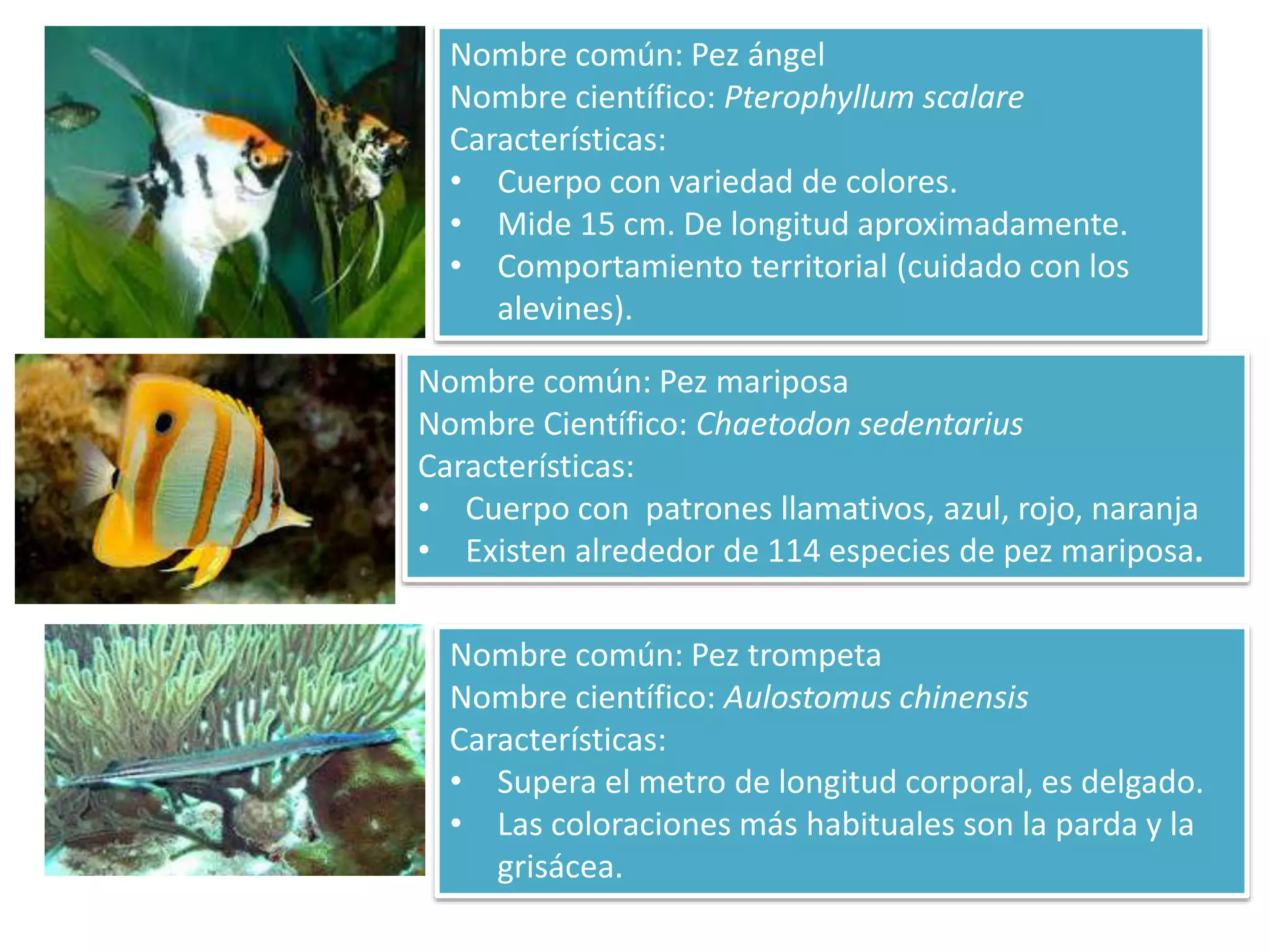 Peces del Parque Nacional Machalilla, Sangay y del Refugio de Vida ...