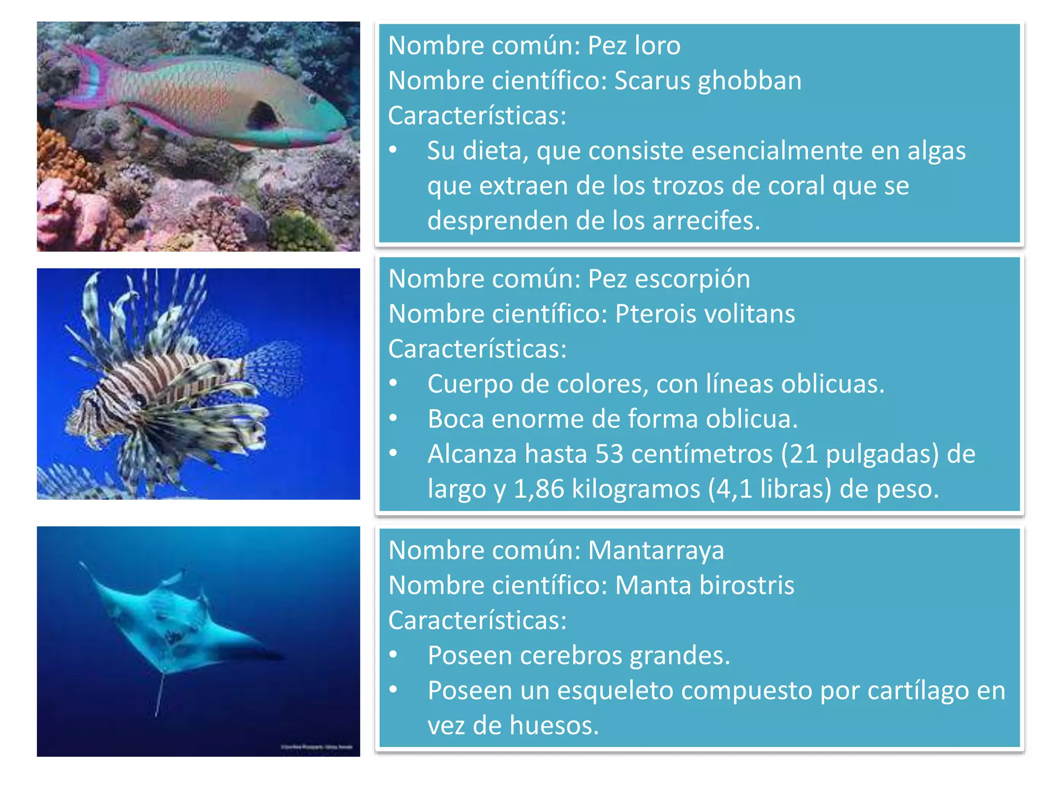 Peces del Parque Nacional Machalilla, Sangay y del Refugio de Vida ...