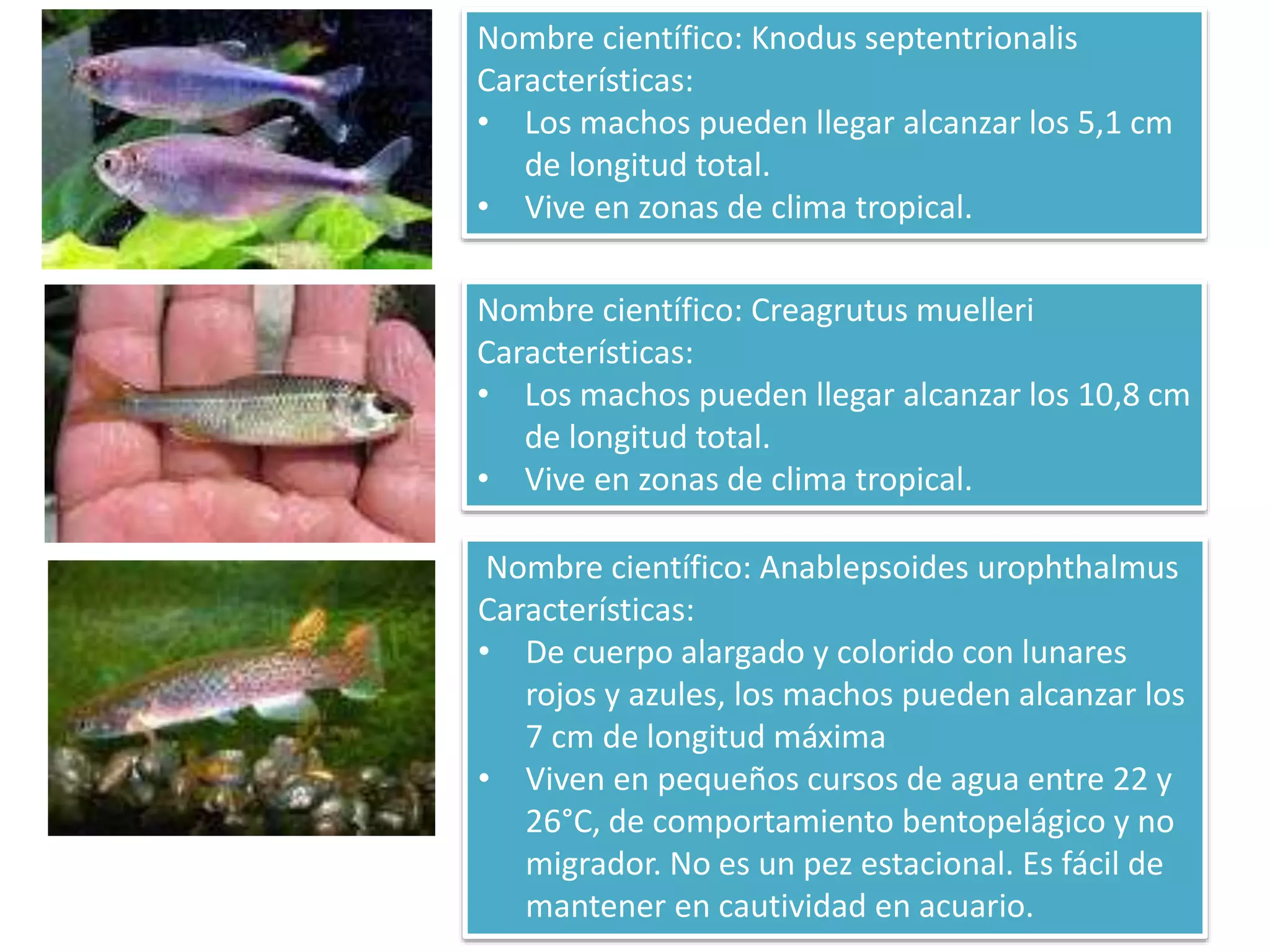 Peces del Parque Nacional Machalilla, Sangay y del Refugio de Vida ...