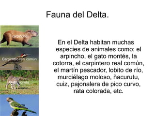 Parque Nacional Pre Delta 1 | PPT