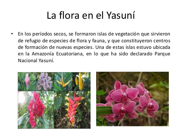 Parque yasuni