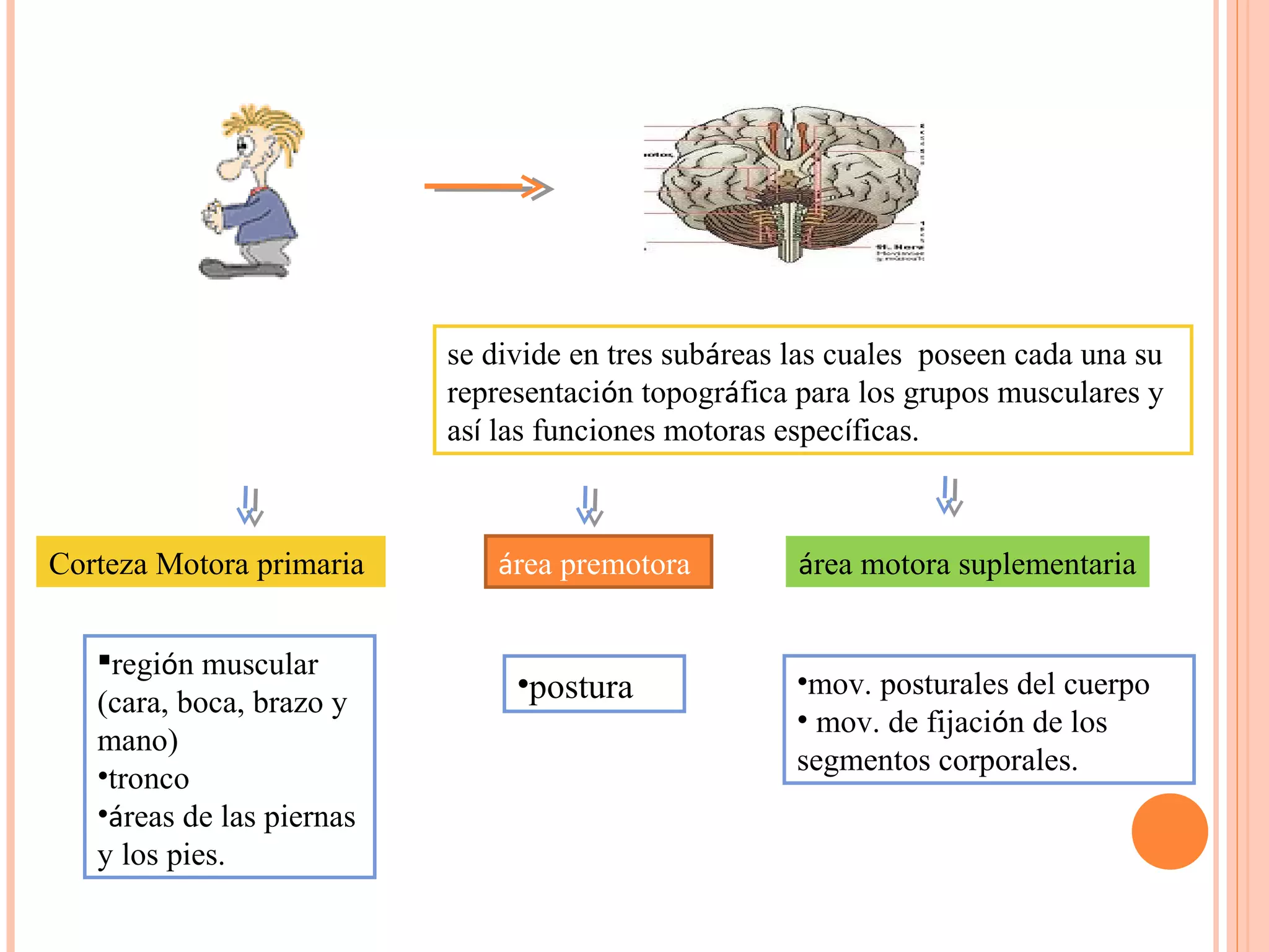 Control cortical cerebral de la función motora | PPS