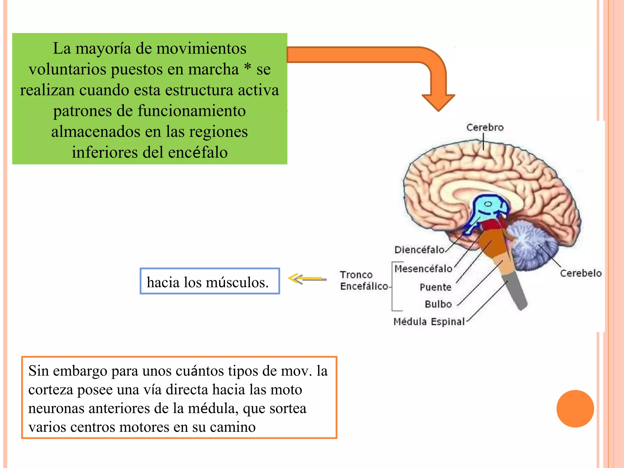 Control cortical cerebral de la función motora | PPS