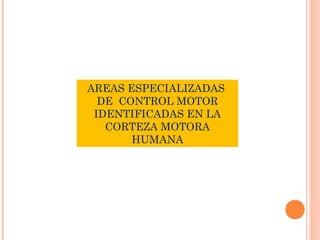 Control cortical cerebral de la función motora | PPS