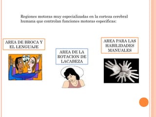 Control cortical cerebral de la función motora | PPS