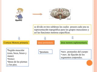Control cortical cerebral de la función motora | PPS