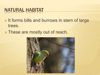 Parrot farming | PPTX