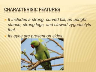 Parrot farming | PPTX
