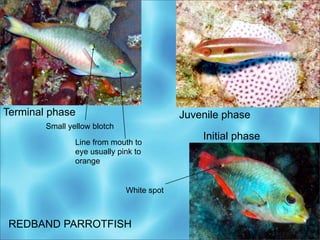 Parrotfish Mackenzie2 | PDF