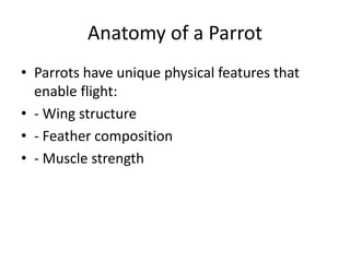 Parrot_Flight_Dog_Walking_Presentation.pptx