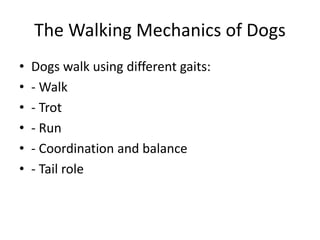 Parrot_Flight_Dog_Walking_Presentation.pptx