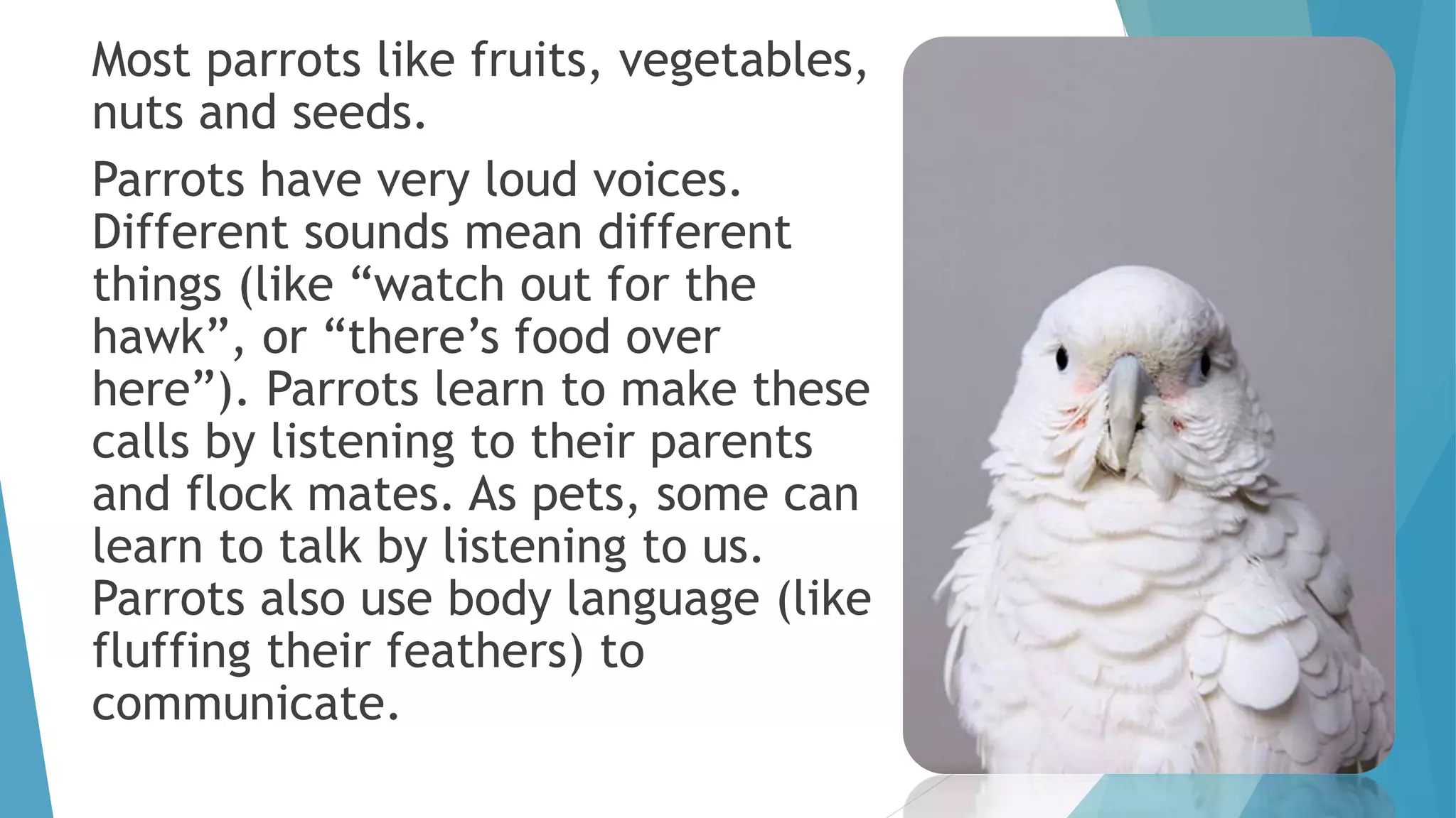 Parrots | PPTX
