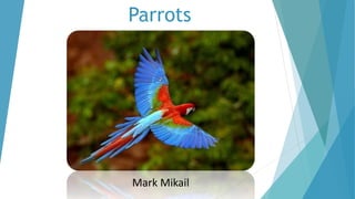 Parrots | PPTX