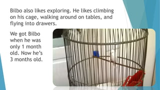 Parrots | PPTX