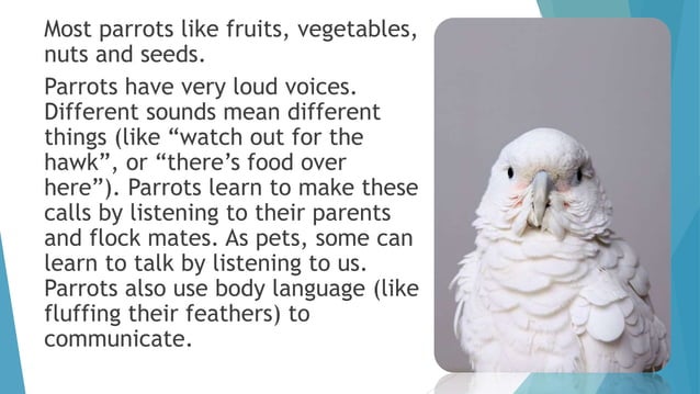 Parrots | PPTX | Birdwatching | Hobbies & Interests