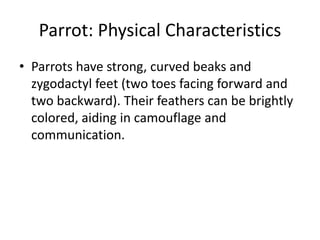 Parrots_and_Dolphins presentation .pptx