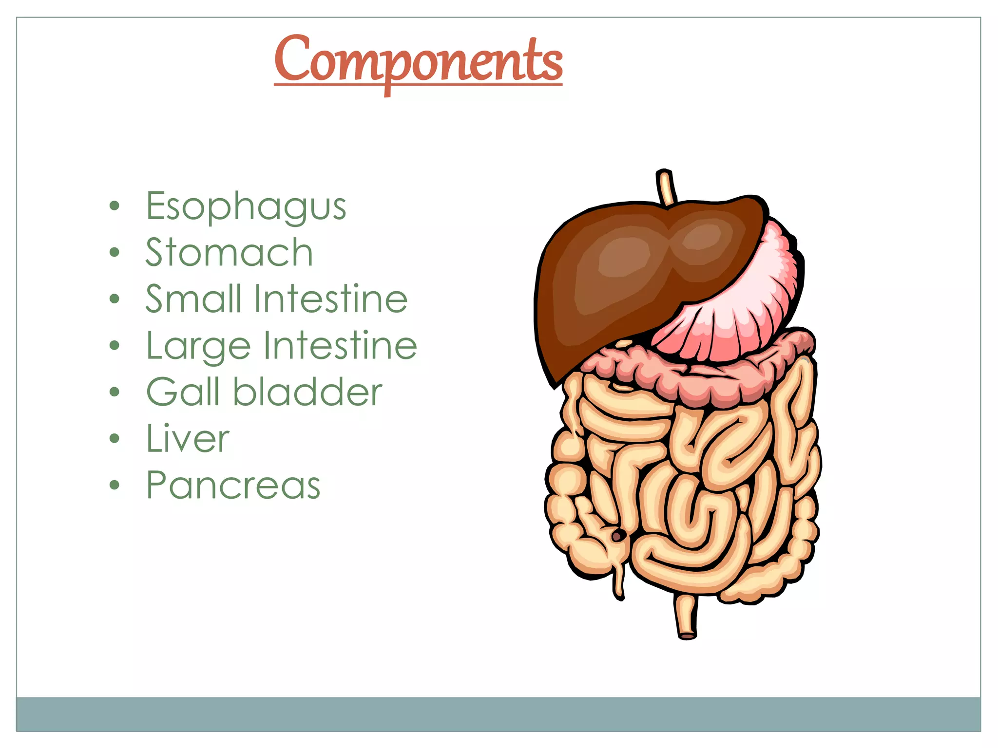 The Digestive System | PPT