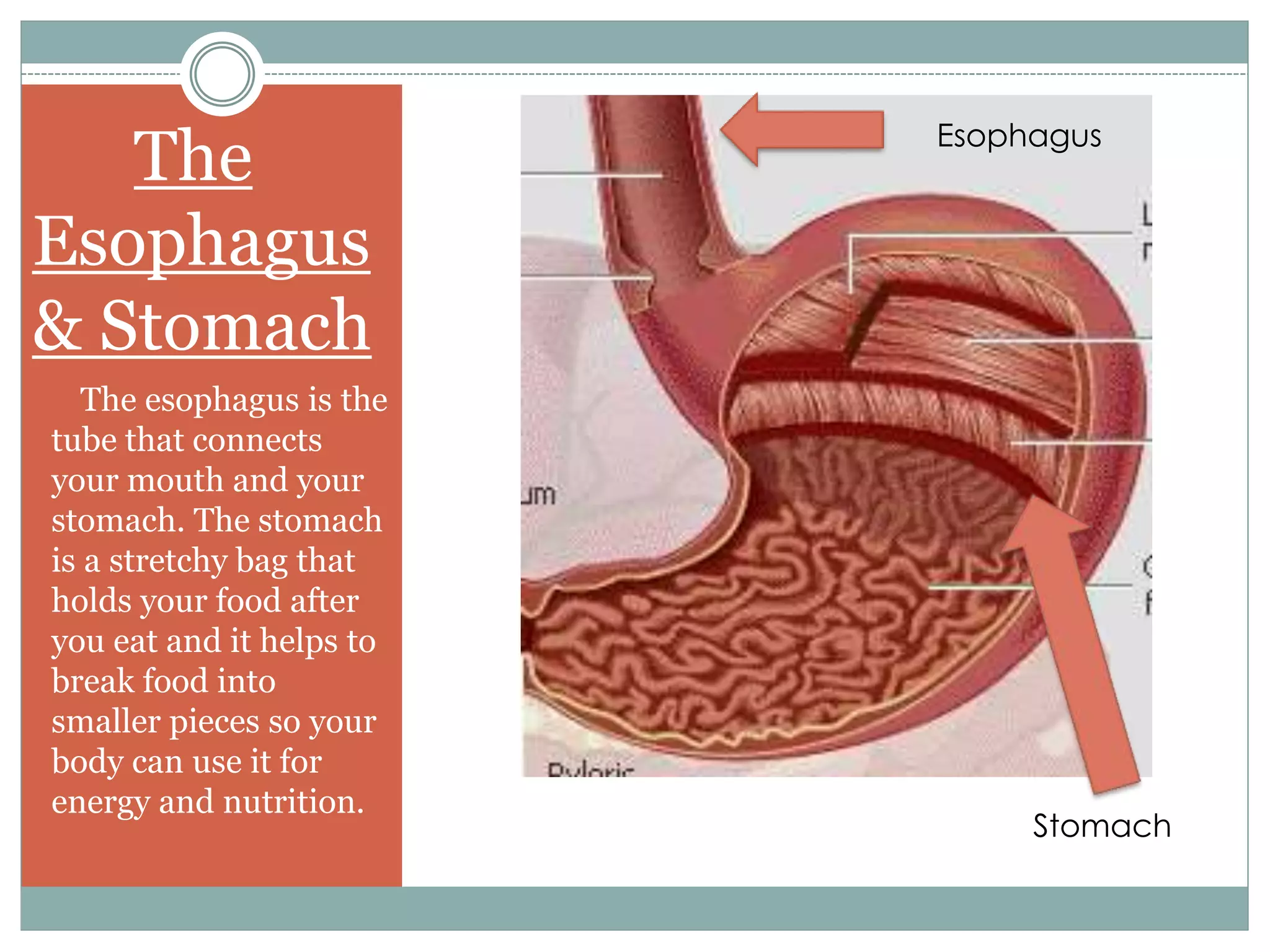 The Digestive System | PPTX