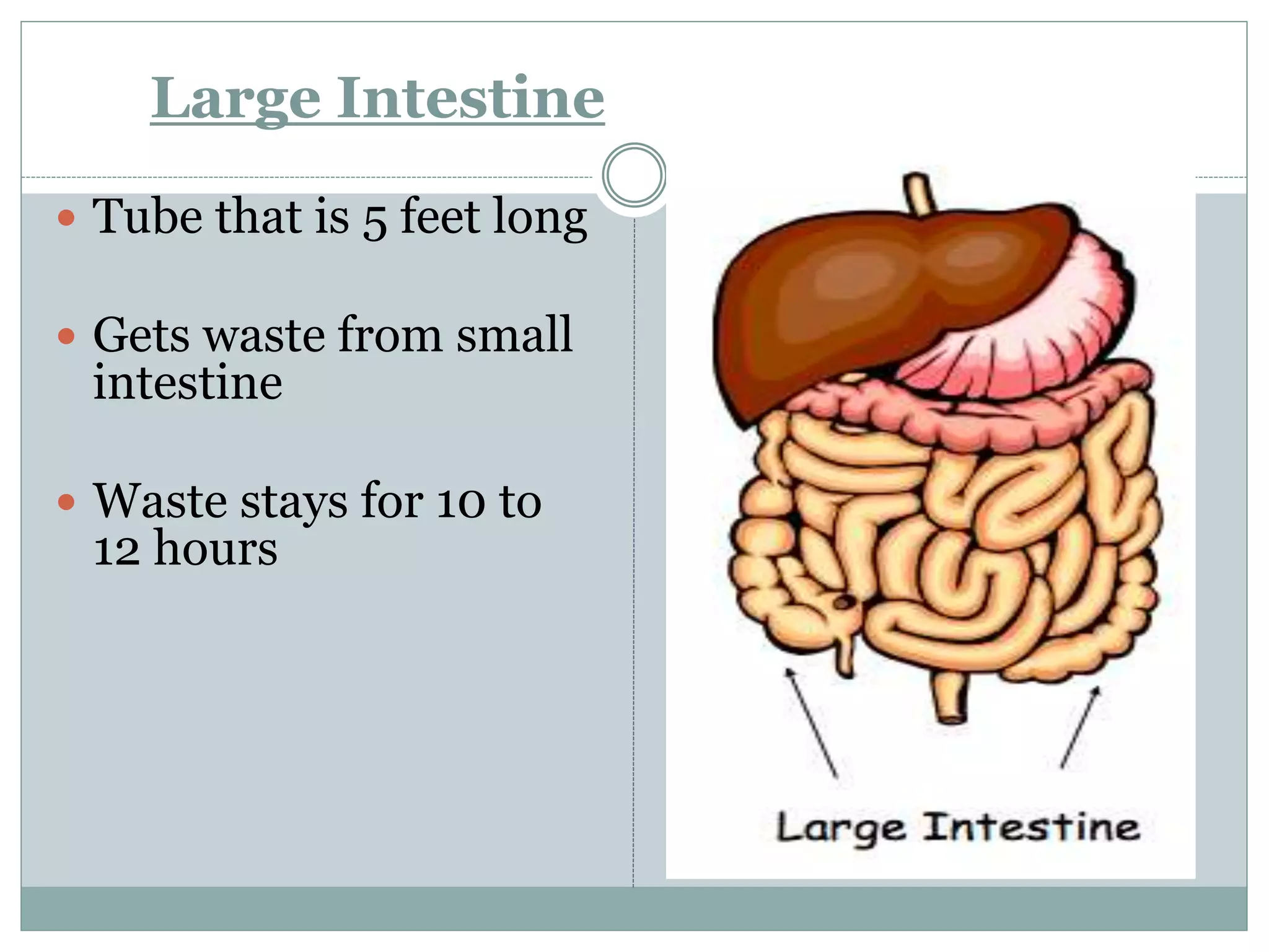 The Digestive System | PPTX
