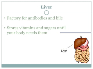 The Digestive System | PPT