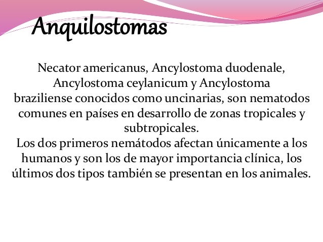 Anquilostomas