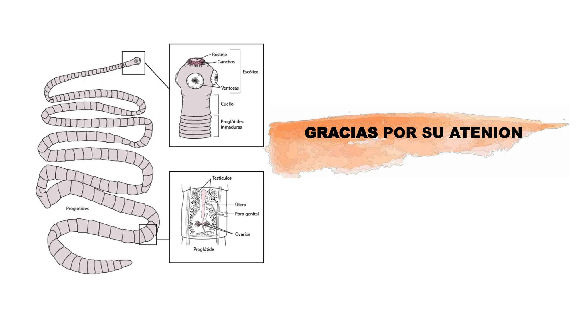 Parsitosis por teniasis solium diapositivas1111.pptx