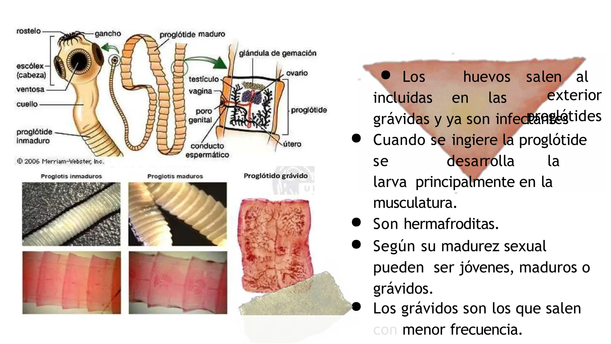 Parsitosis por teniasis solium diapositivas1111.pptx