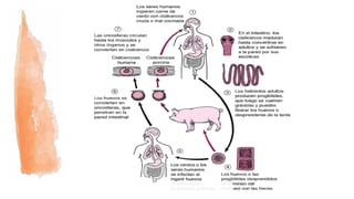 Parsitosis por teniasis solium diapositivas1111.pptx