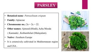 PARSLEY by Mukhi Vinita(230805200002).pdf