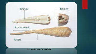 Parsnip presentation.pptx