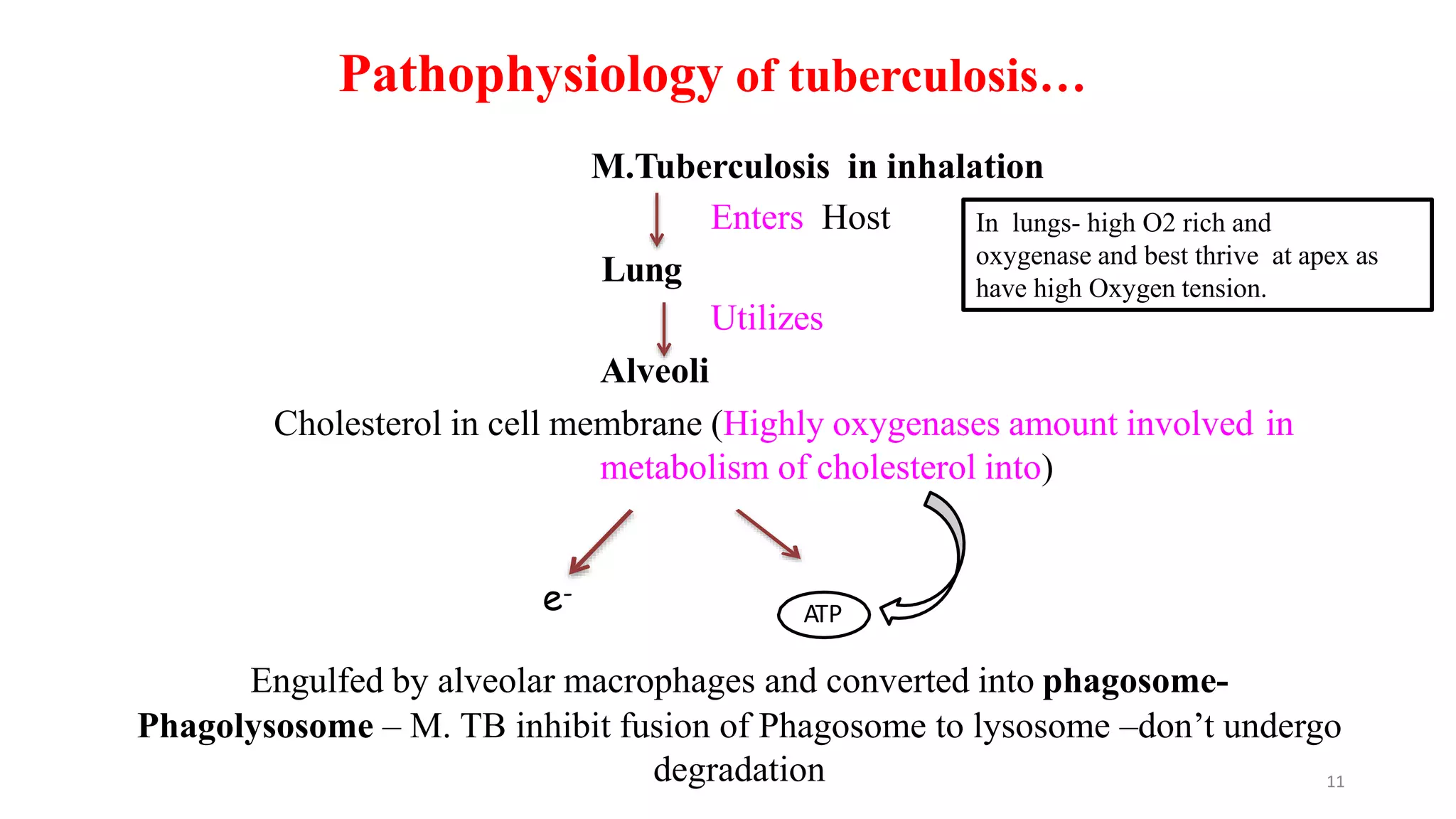 Part- 1. Pathophysiology of TB and 1st and 2nd line AKT, DR. Kiran G ...