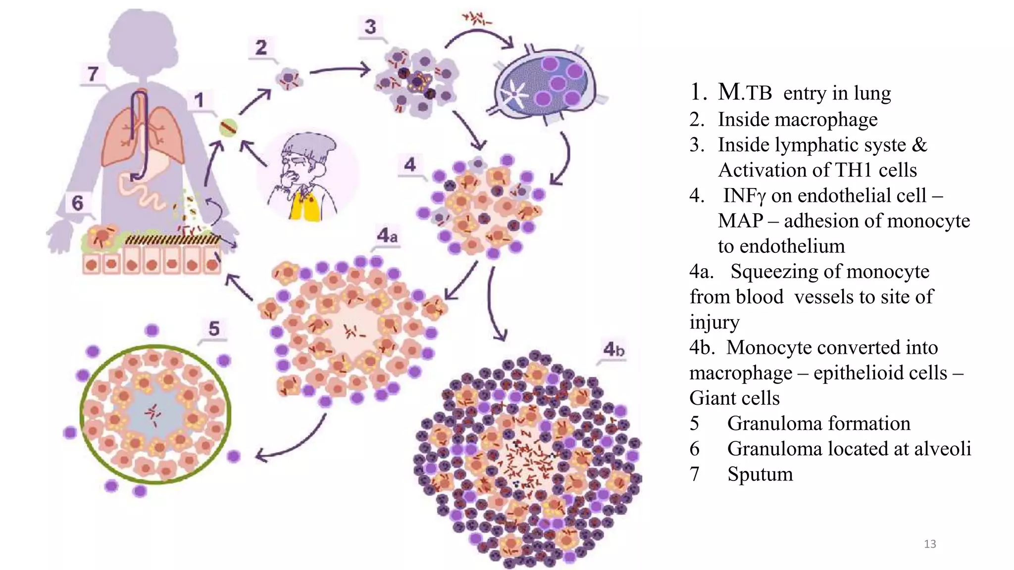 Part- 1. Pathophysiology of TB and 1st and 2nd line AKT, DR. Kiran G ...