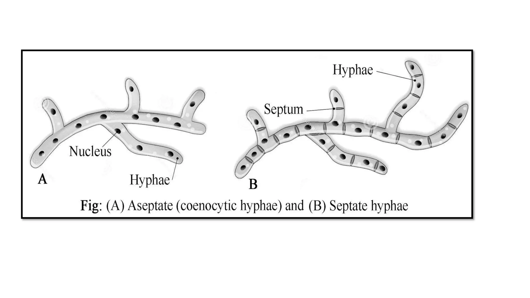 PHARMACEUTICAL MICROBIOLOGY (BP303T) Unit-III Part-1 Study of ...