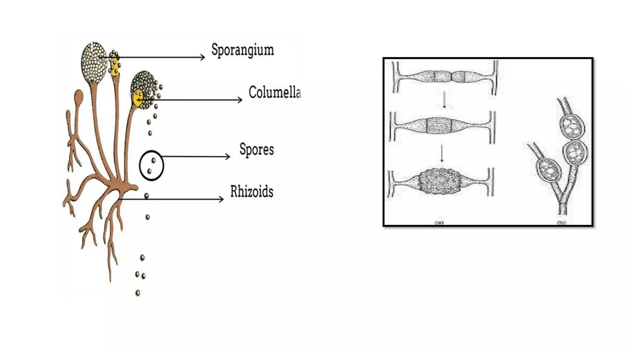 PHARMACEUTICAL MICROBIOLOGY (BP303T) Unit-III Part-1 Study of ...