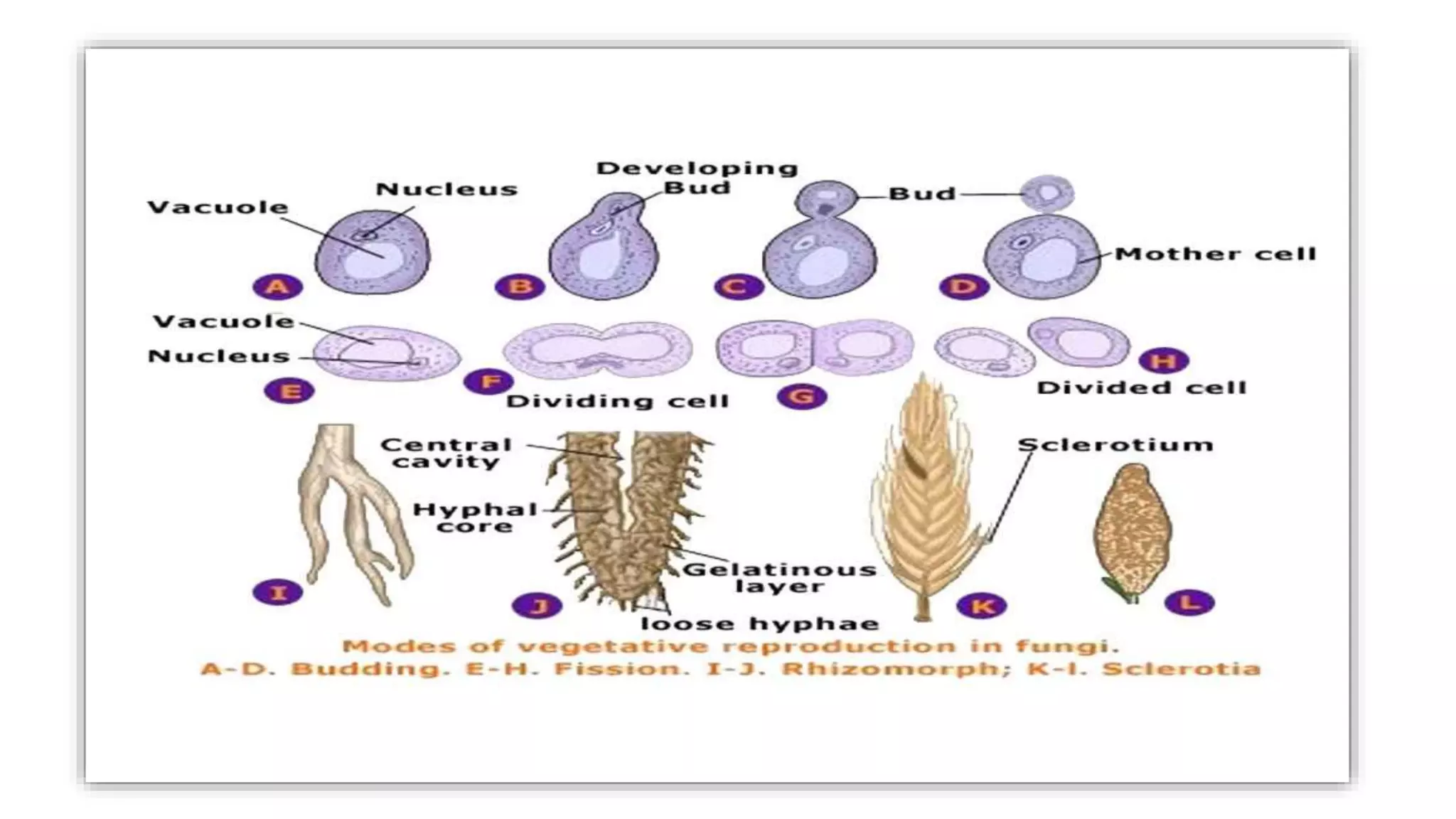 PHARMACEUTICAL MICROBIOLOGY (BP303T) Unit-III Part-1 Study of ...