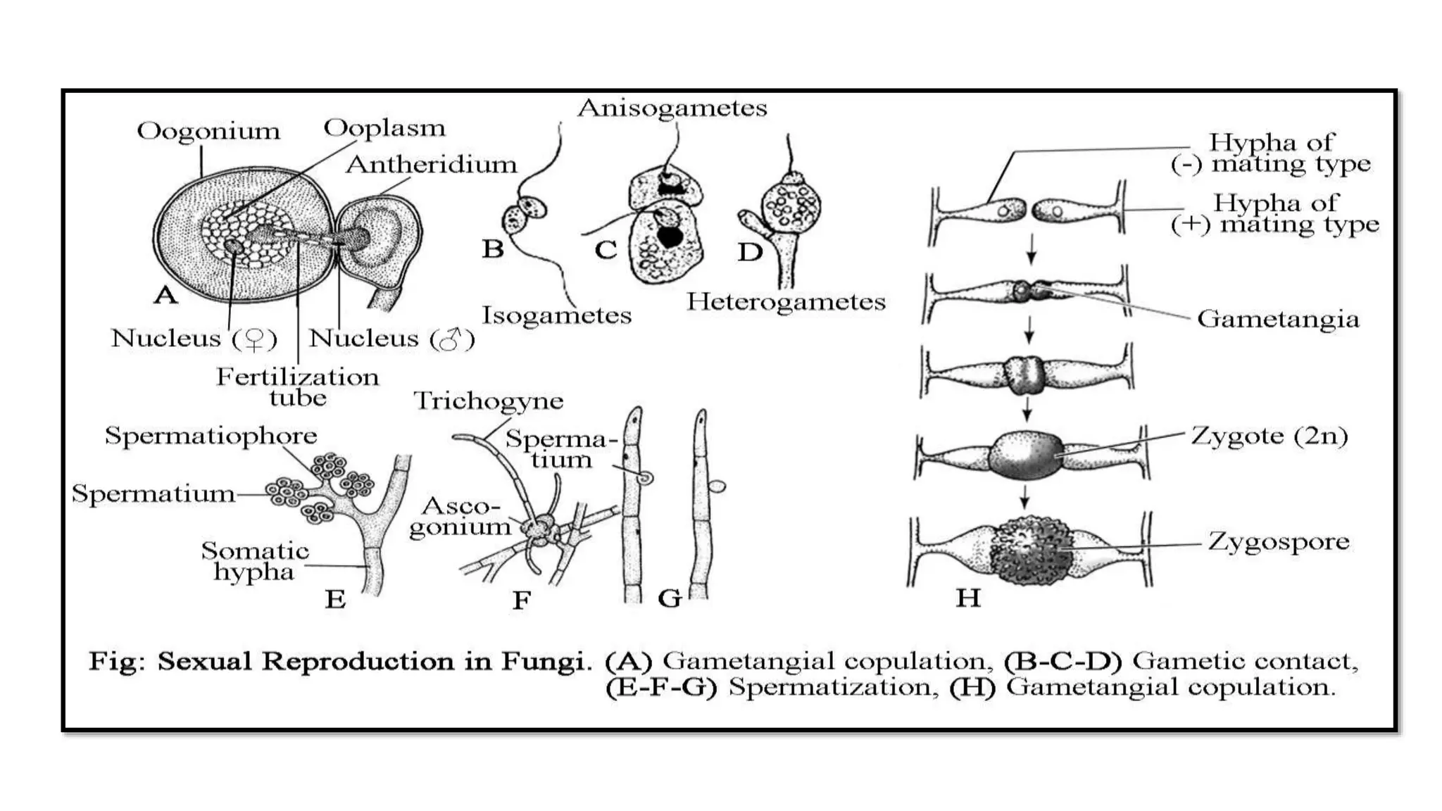 PHARMACEUTICAL MICROBIOLOGY (BP303T) Unit-III Part-1 Study of ...