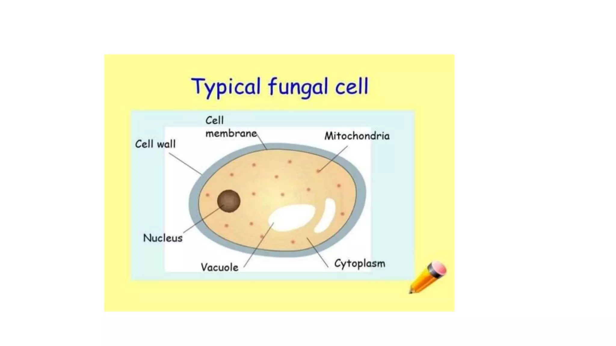 PHARMACEUTICAL MICROBIOLOGY (BP303T) Unit-III Part-1 Study of ...