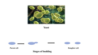 PHARMACEUTICAL MICROBIOLOGY (BP303T) Unit-III Part-1 Study of ...