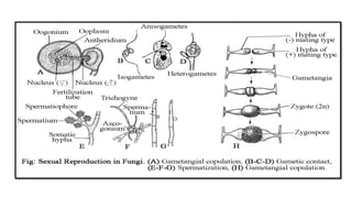 PHARMACEUTICAL MICROBIOLOGY (BP303T) Unit-III Part-1 Study of ...